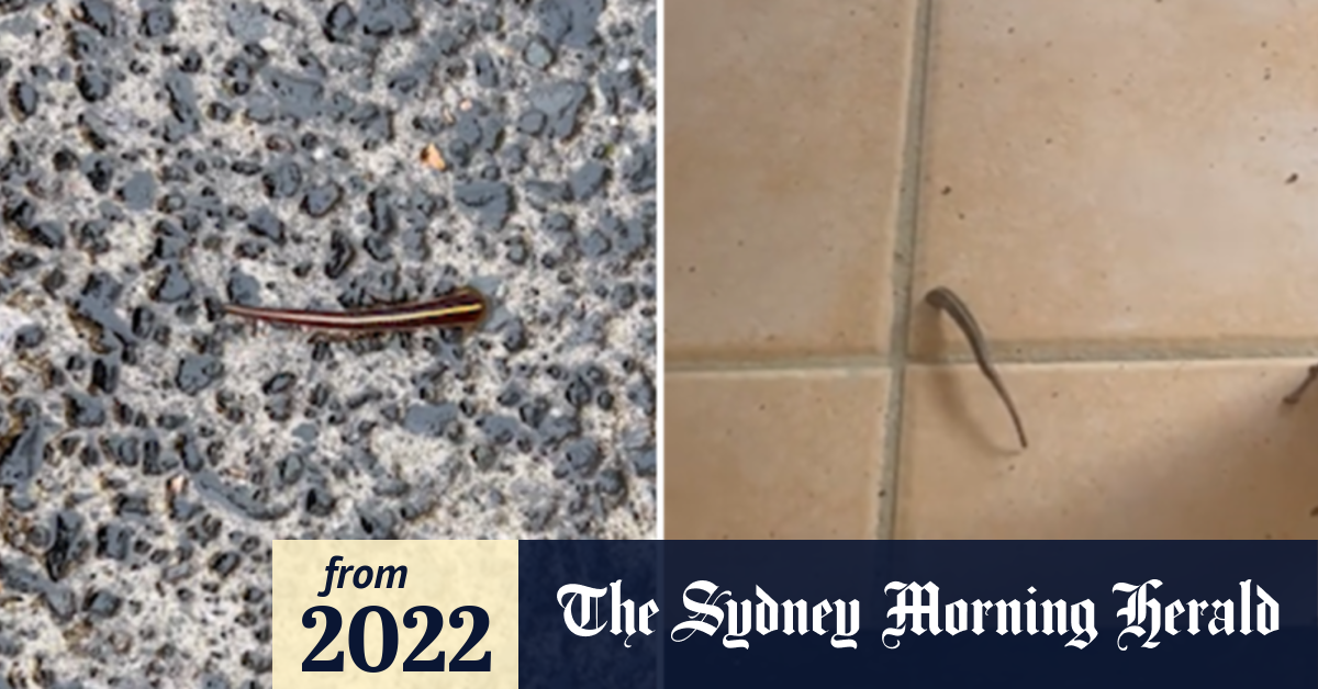 Video: Leech sightings increase in Sydney amid rain