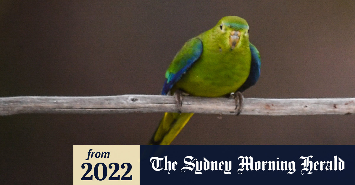 Video: The tentative return of the yellow bellied parrot