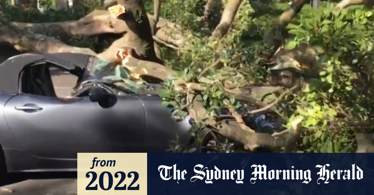 Video: A giant tree crushes a man inside his car
