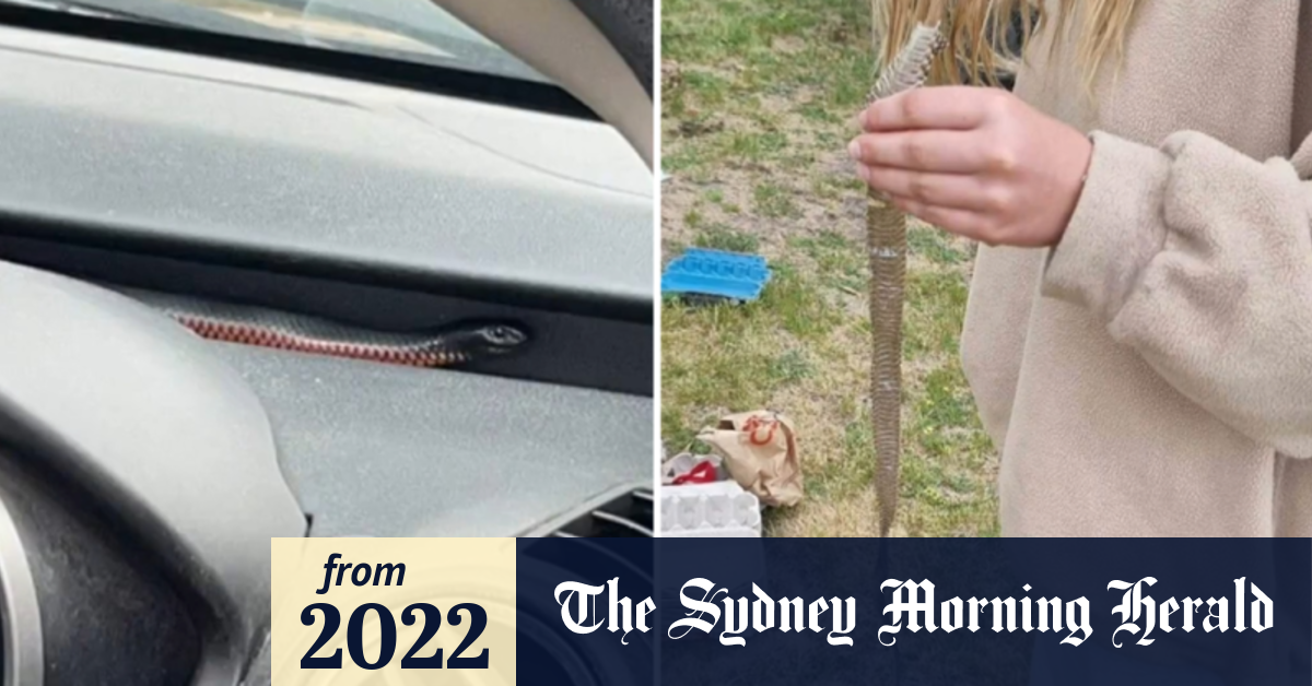 Video: Driver shocked to find red-bellied black snake on dashboard