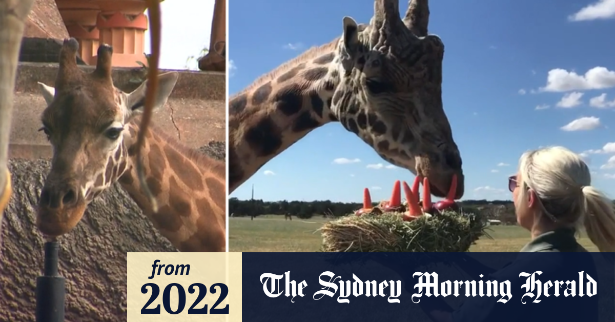 Video: Two beloved giraffes die at South Australian safari park