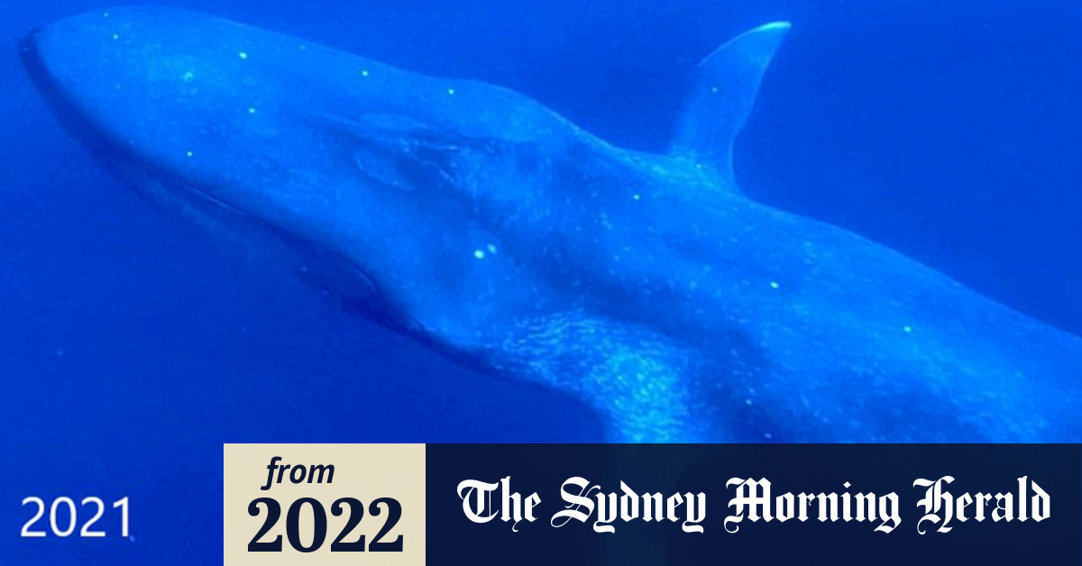 Video: East Timor becomes blue whale hotspot