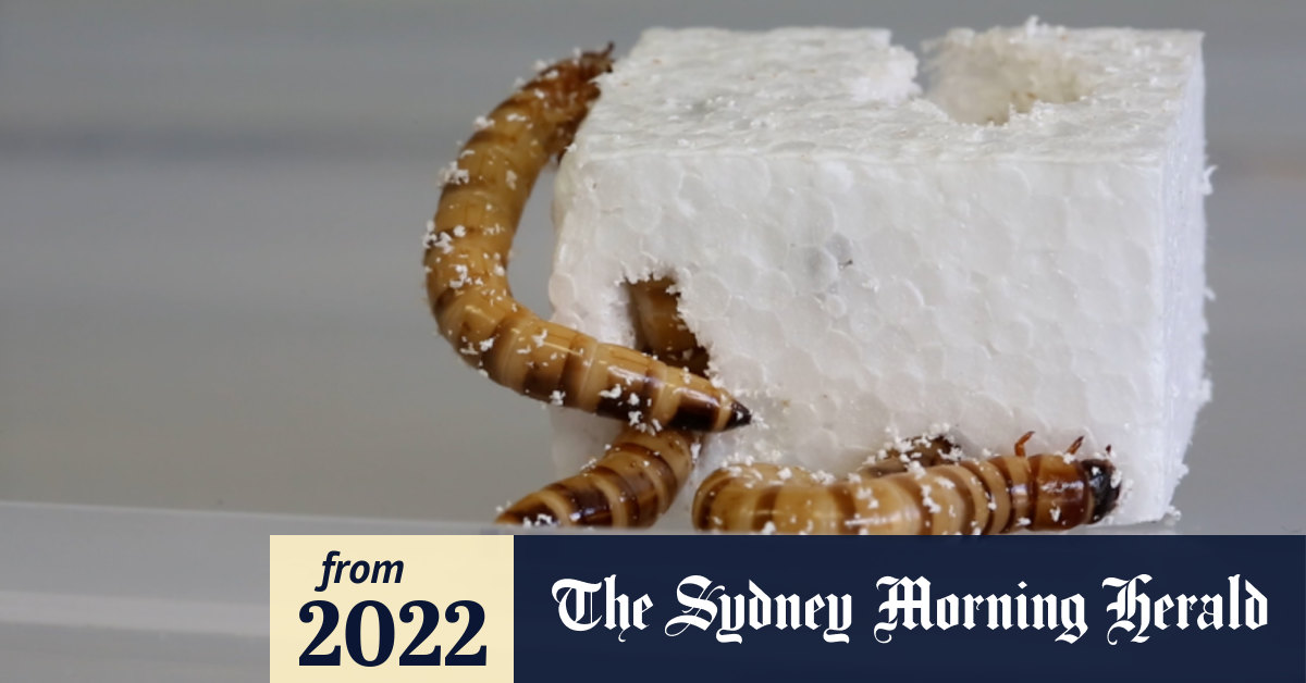 Video: Superworms munch through plastic as part of groundbreaking research