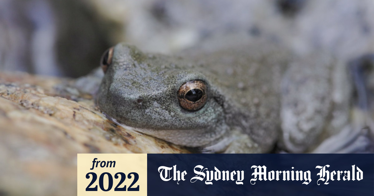 How 80 critically endangered spotted tree frogs were released into the wild