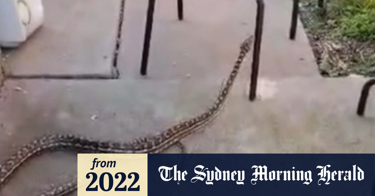 Video: Python missing in Melbourne's south-eastern suburbs