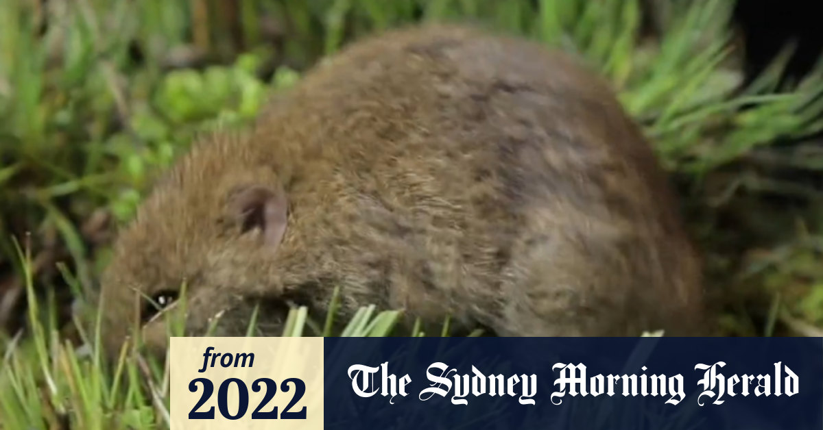 Video: Rare native rodent rediscovered