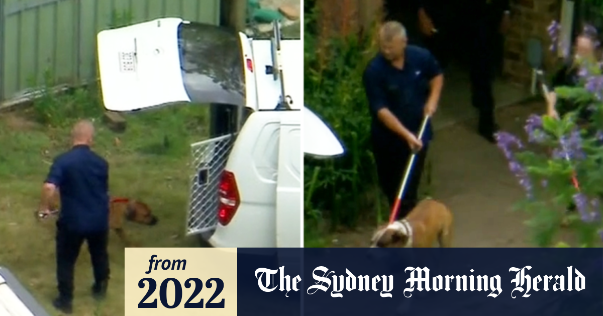 Video: Man mauled to death by dogs in Queensland