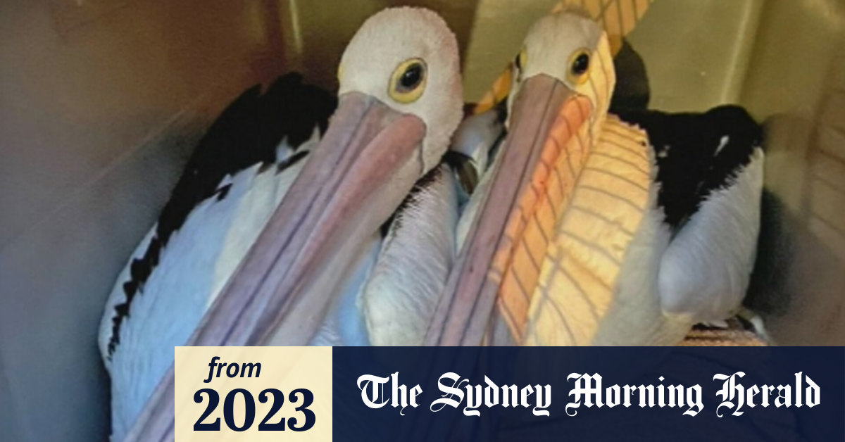 Video: Delicate rescue operation saves pelicans impaled by fishing wire