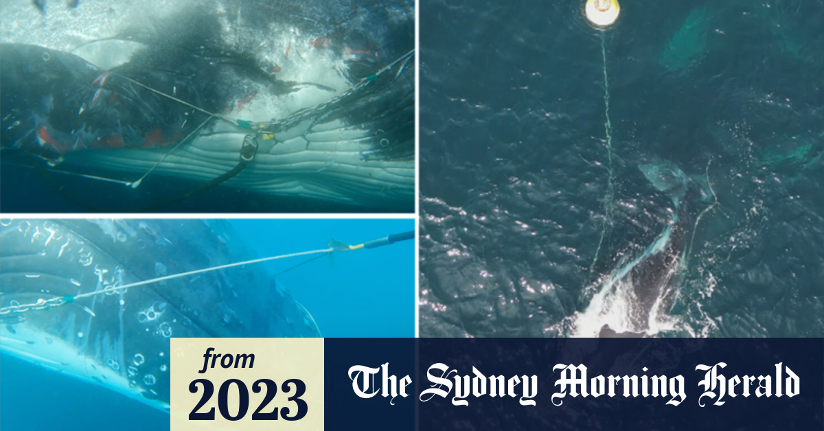 Video: Humpback whale freed from entangled rope