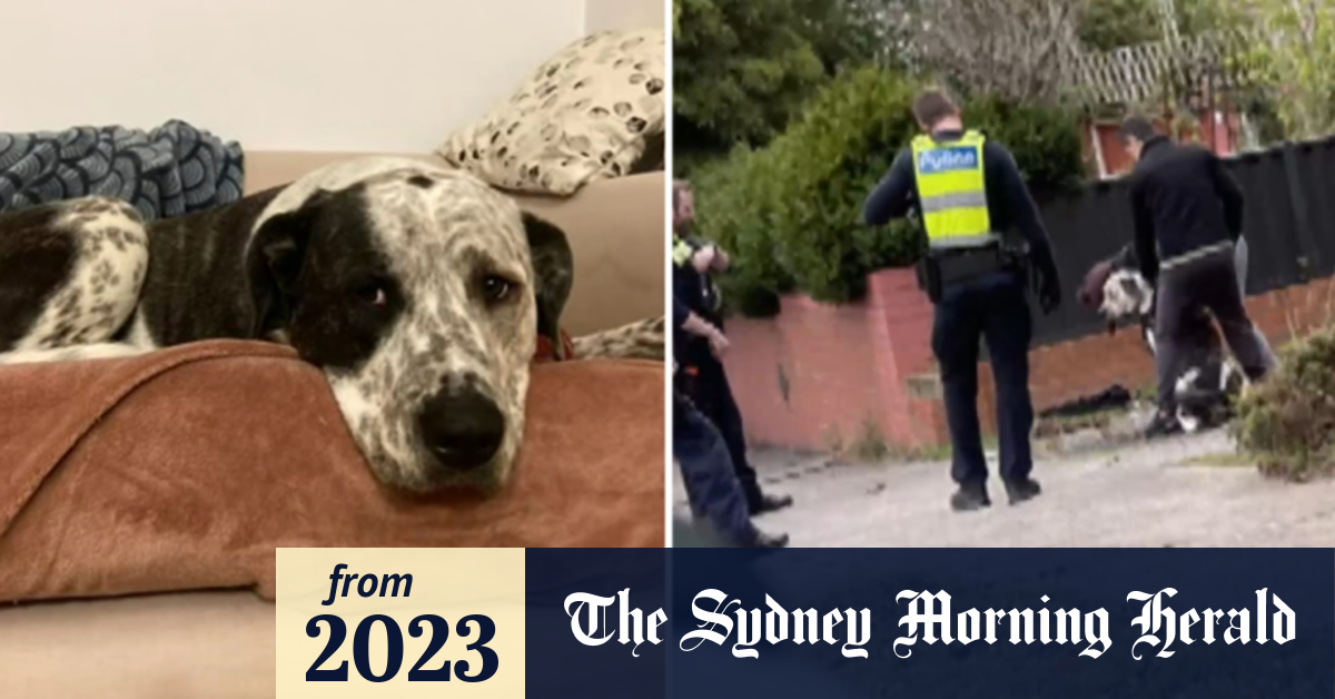 Video: Woman 'seriously injured' after dog attack in Melbourne's east