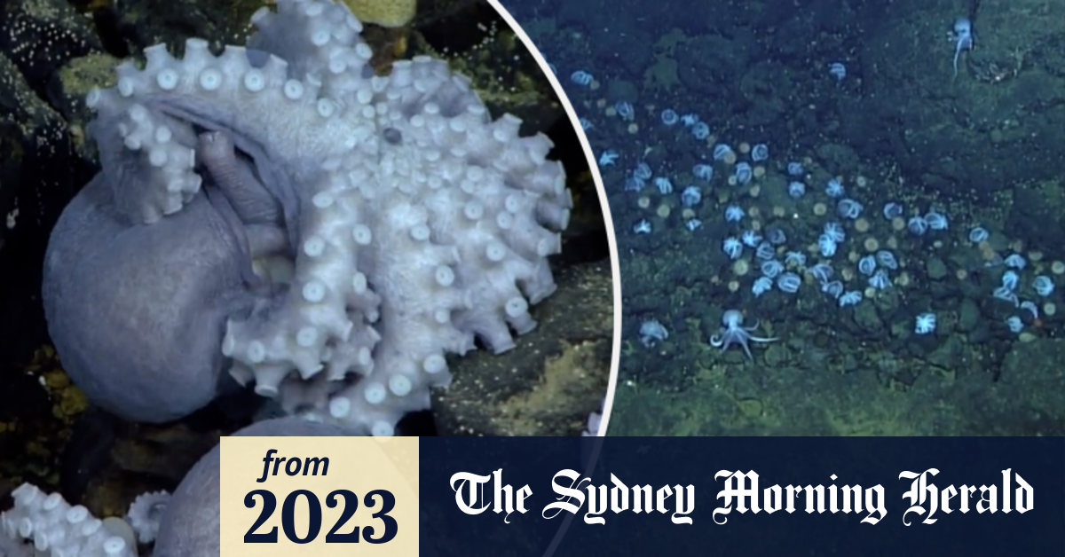 Video: Scientists solve mystery of why thousands of octopus migrate to ...
