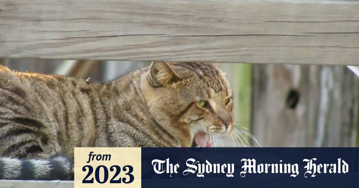 Video: Government declares war on feral cats