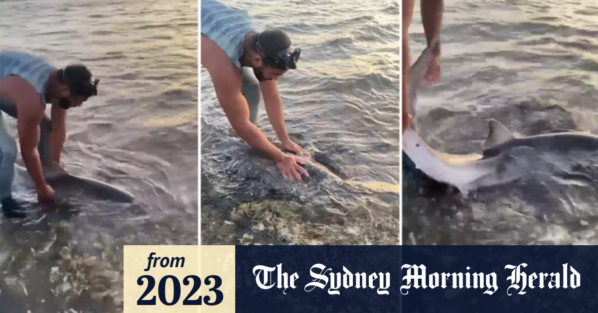 Video: Shark rescued on NSW South Coast