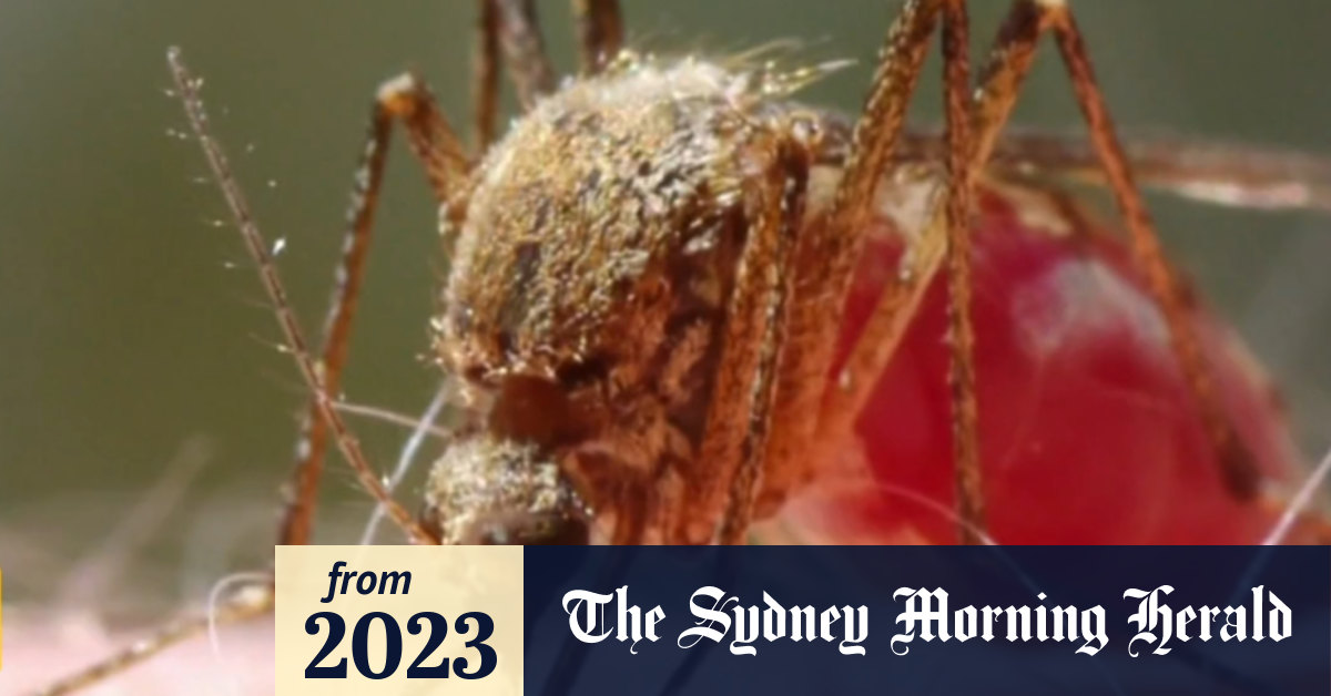 Video: Queenslanders at higher risk of Ross Rover virus