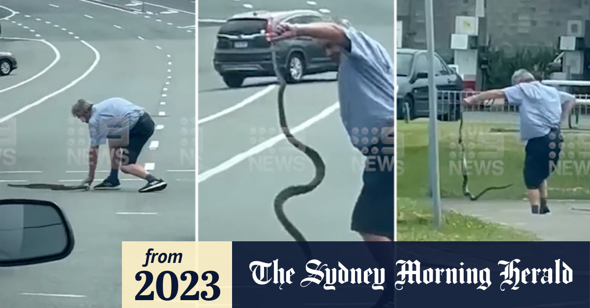 Video: Queensland bus driver weaves through traffic to save massive snake