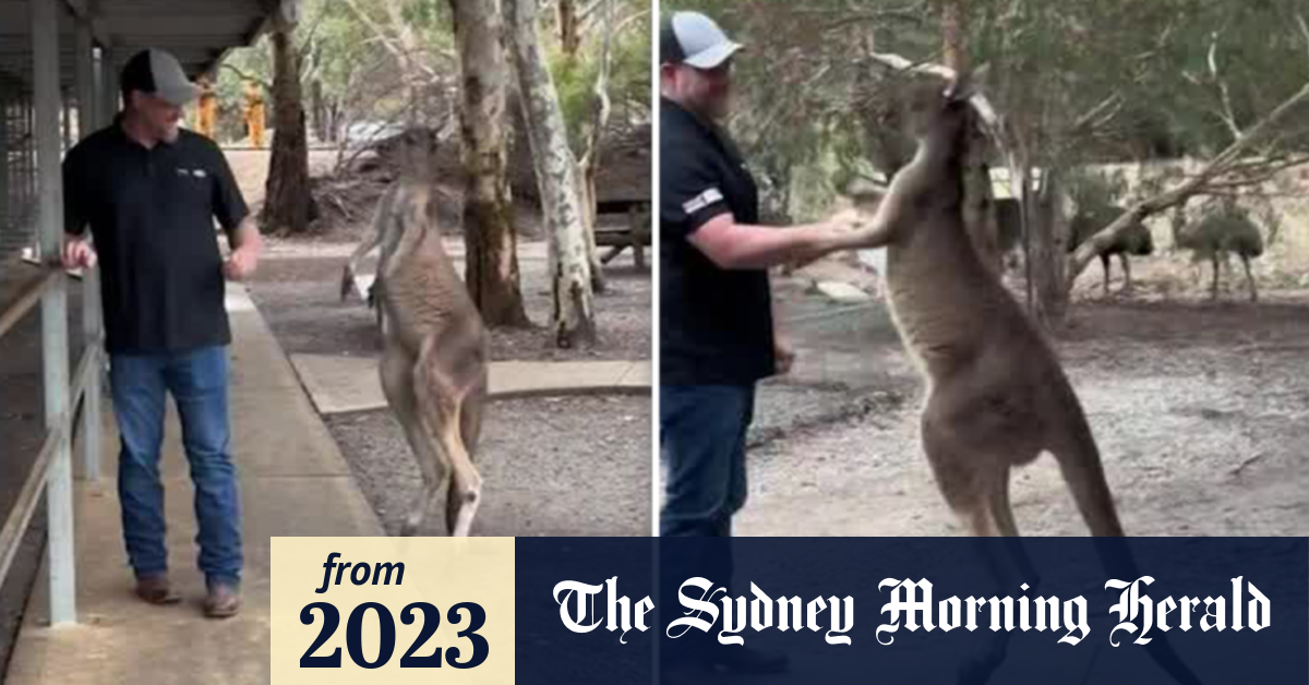 Video: Kangaroo squares up to American tourist