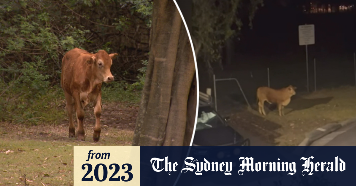 Video: Three rogue cows escape from Brisbane paddock