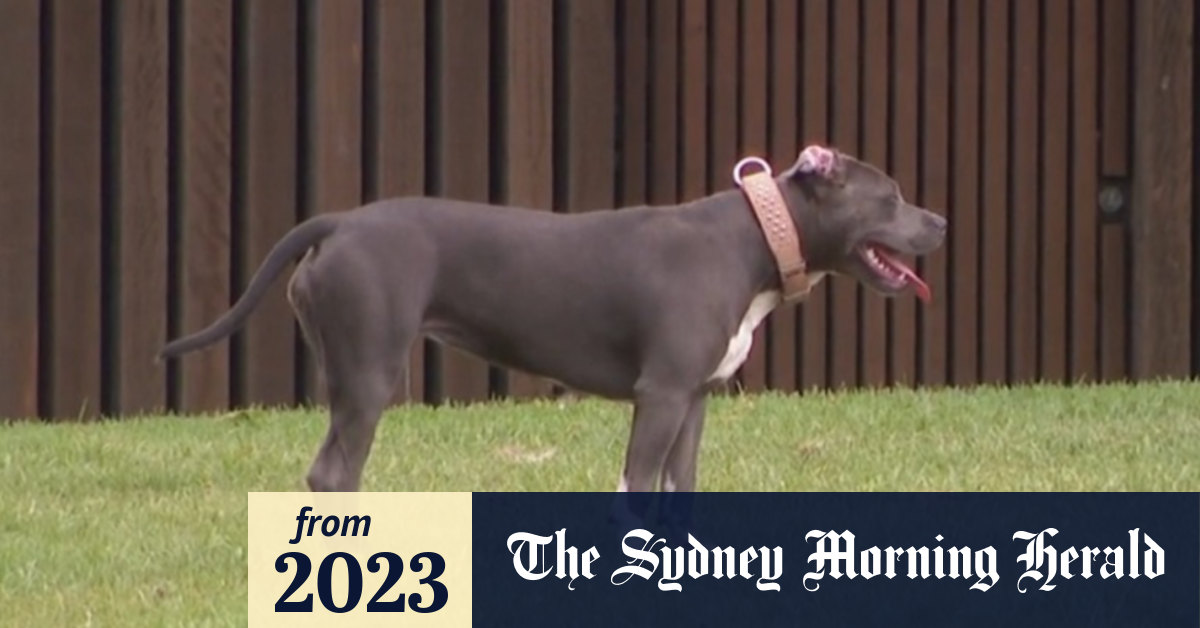 Video: Sydney council investigates reports of dog baiting