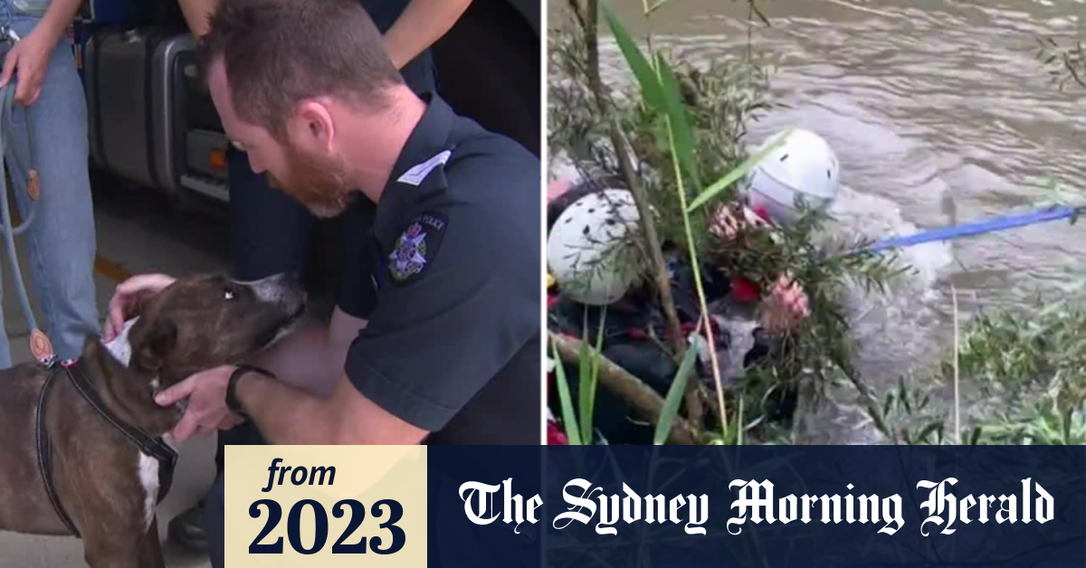 Video: Woman and dog swept into Melbourne river amid wild weather