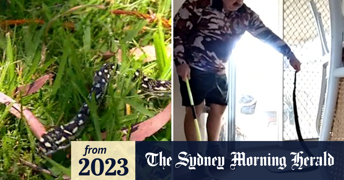 Video: Snake bites on the rise in NSW