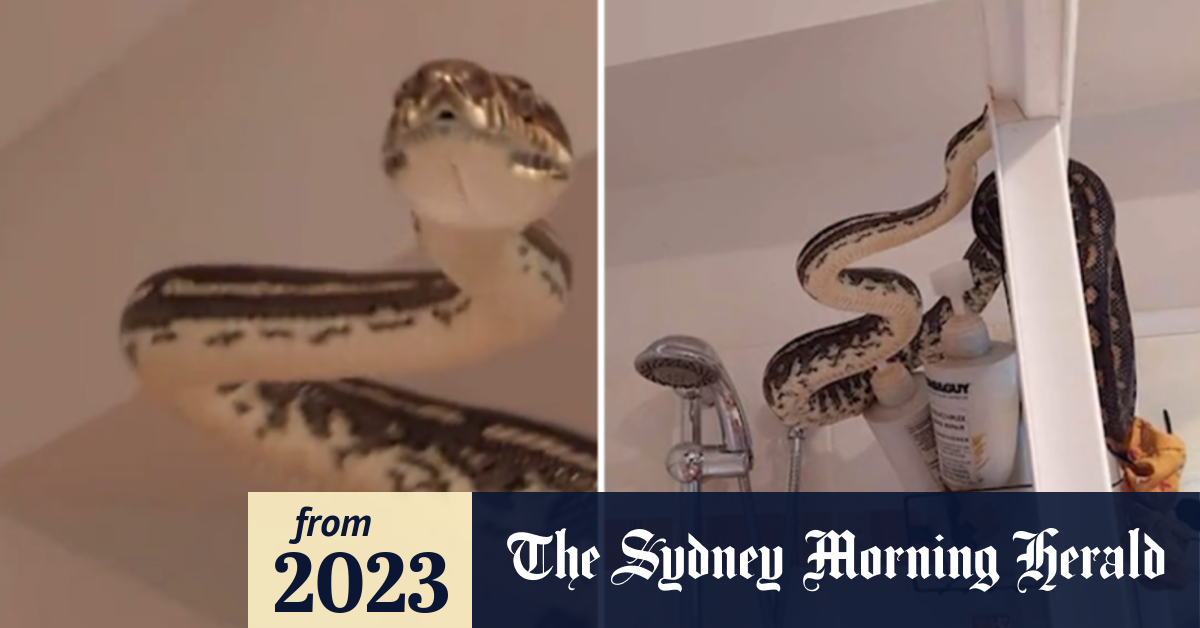 Video: Man shocked by snake in bathroom