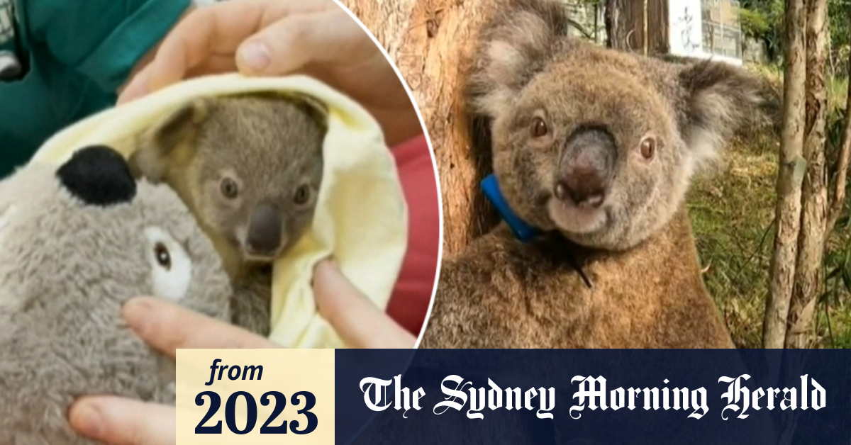 Video: First koala with chlamydia vaccine gives birth