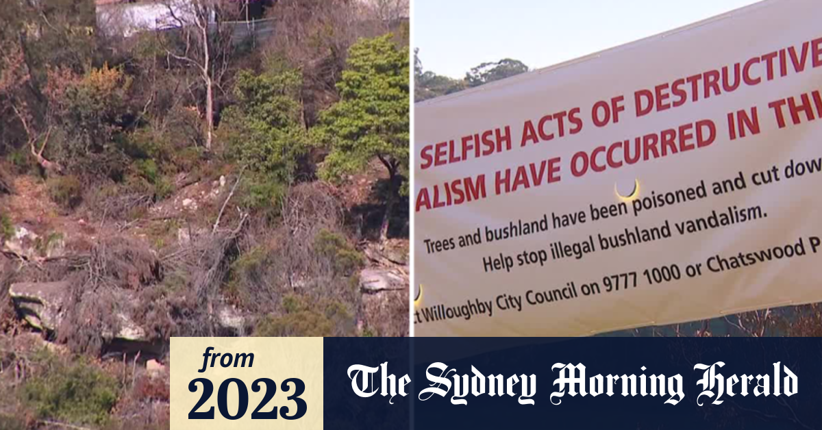 Video: Trees near Sydney waterfront street chopped down