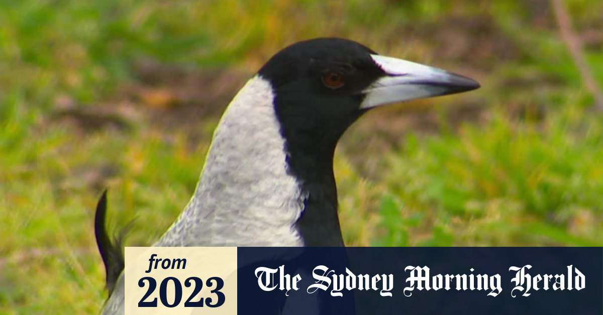 Video: Man in need of eye surgery after being swooped by magpie