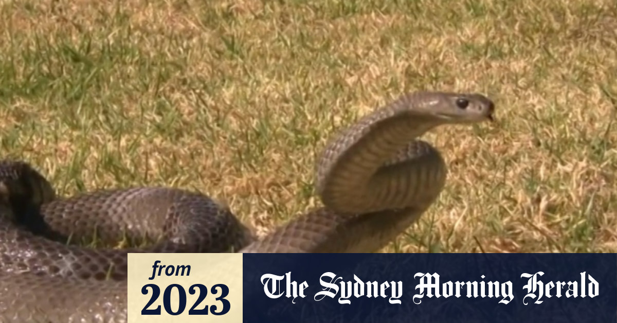 Video: Video captures close call with snake