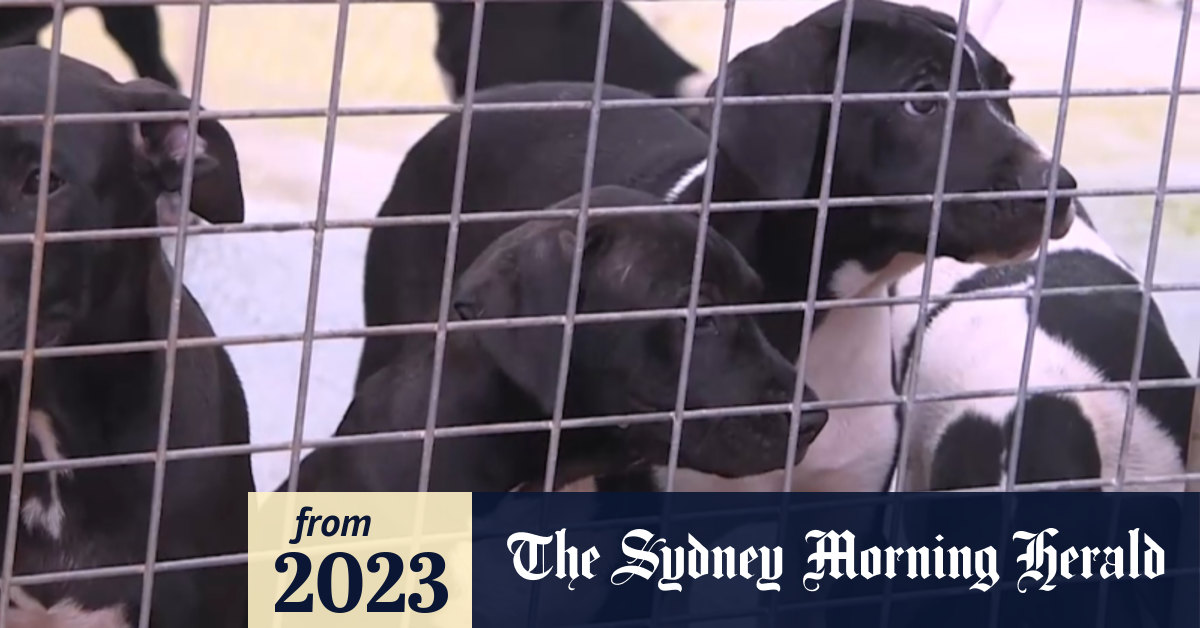 Video: Overrun NSW shelter unable to take more in stray animals
