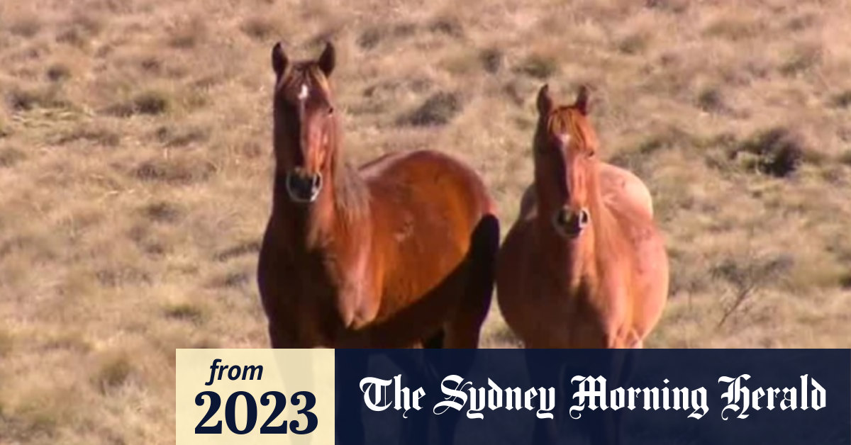 Video: NSW government approves aerial shooting of wild horses
