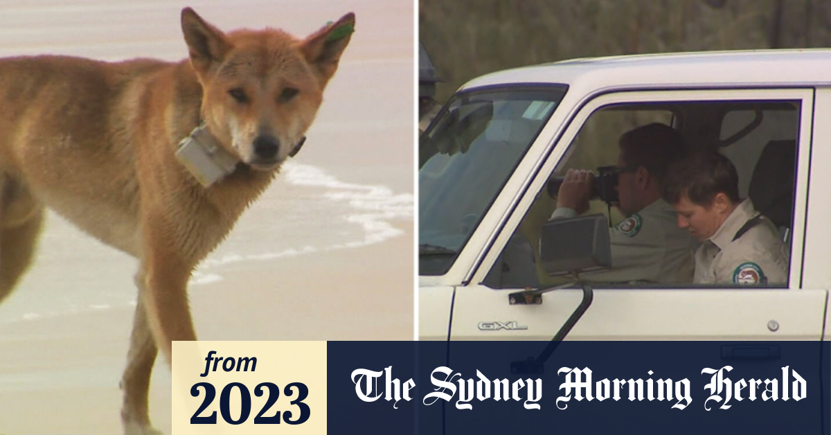 Video: K'gari tourists given sticks after dingo attack