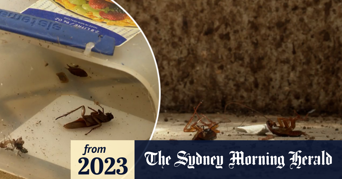 Video: Man claims building job is responsible for cockroach infestation