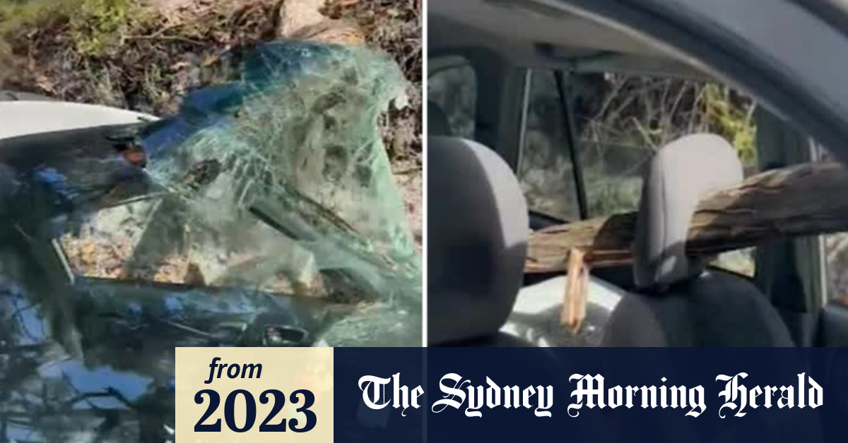 Video: Schoolies escape injury when tree falls on car