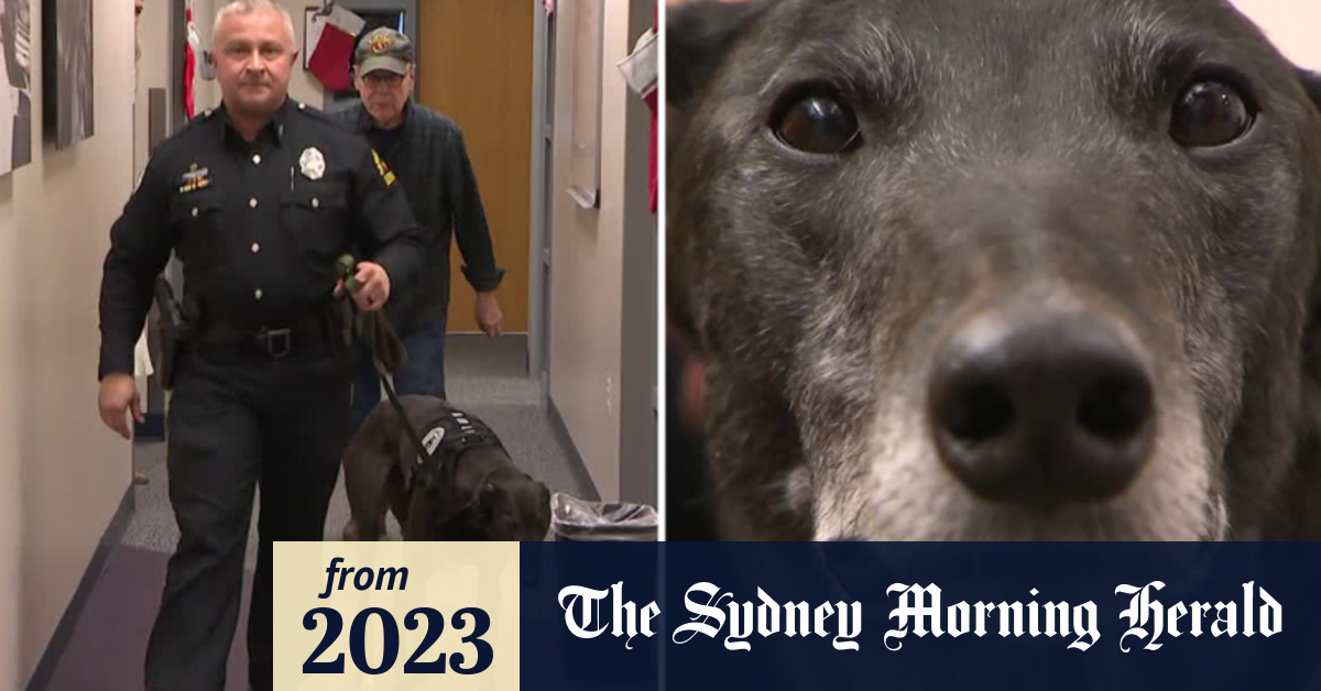 Video: Retired greyhound gives police officer a new lease on life