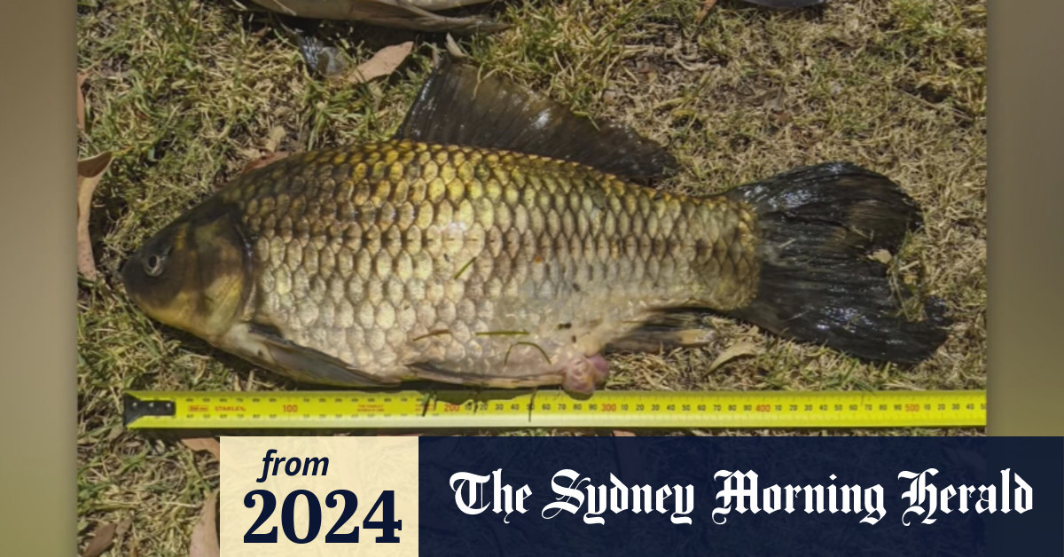 Video: Giant goldfish caught in suburban WA lake