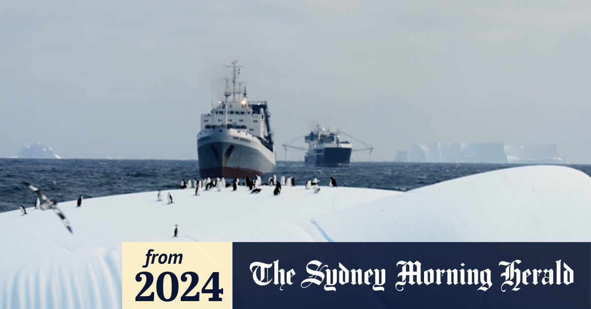 Video: Krill fishing in southern oceans threatens whale populations