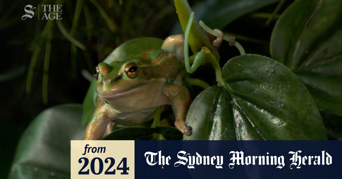 Video: One million amphibians recorded in the FrogID project