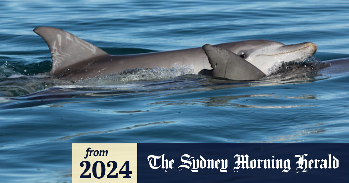 Video: Shark Bay dolphins at play