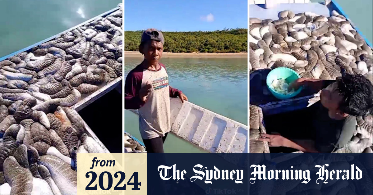 Video: Boatload of Trepang