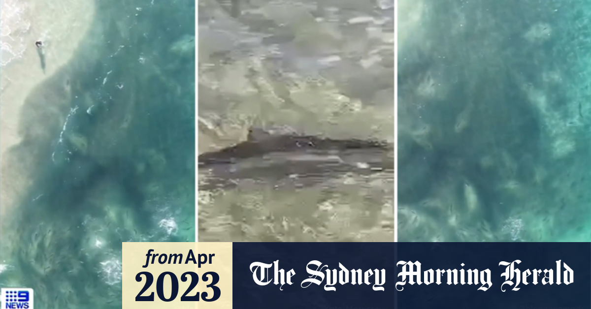 Video: Sharks spotted metres from the shore at beach in Queensland