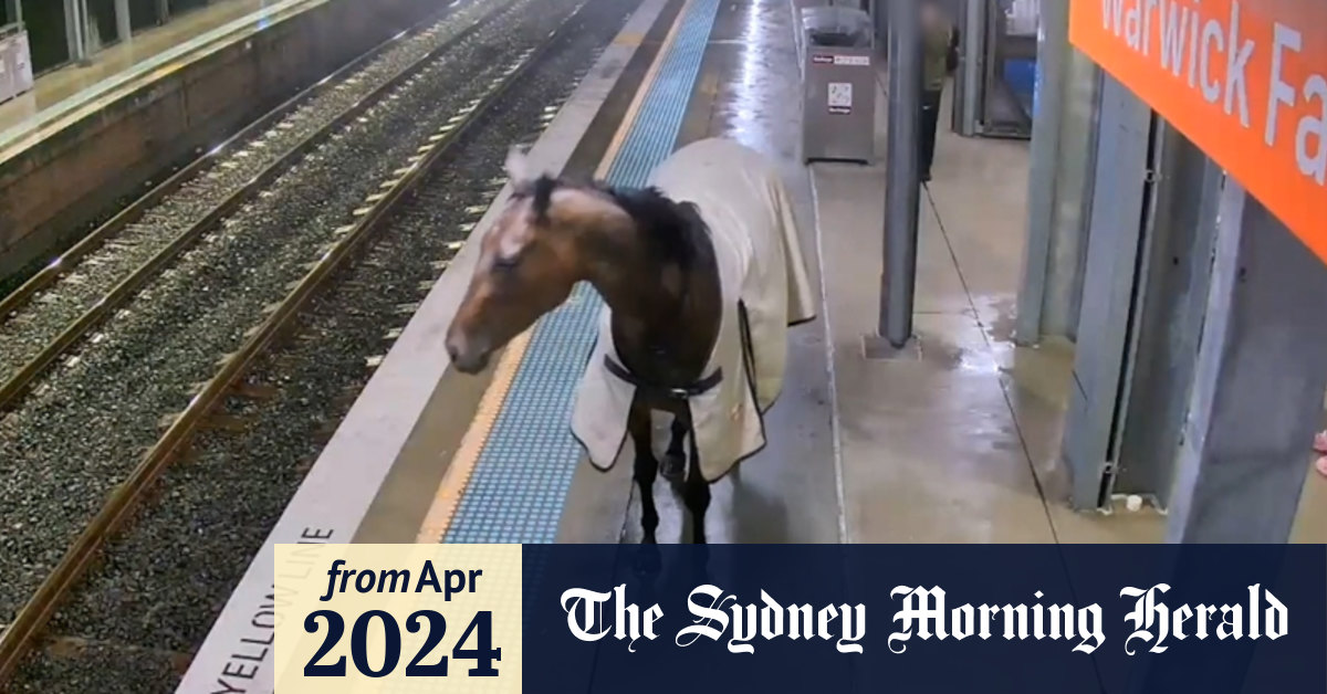 Video: Horse roams around Sydney train station platform.