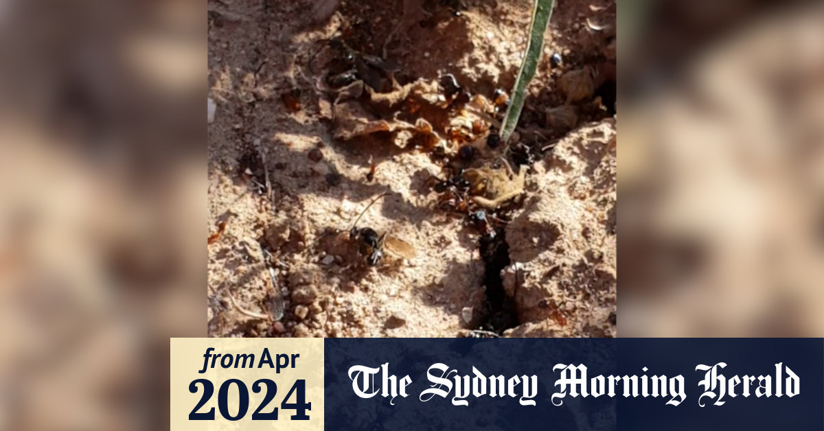 Video: Fire ants attack a nest of green ants