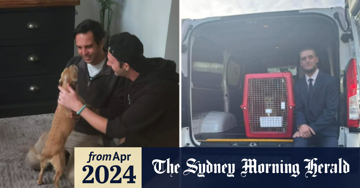 Video: Milo the dog reunited with owners