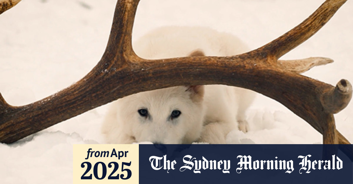 Video: Company claims to bring dire wolves back to life