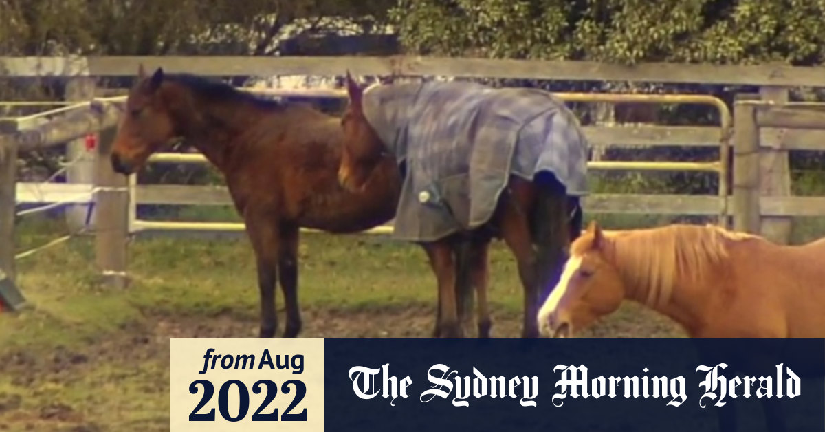 Video: Toddler critical after being kicked by horse