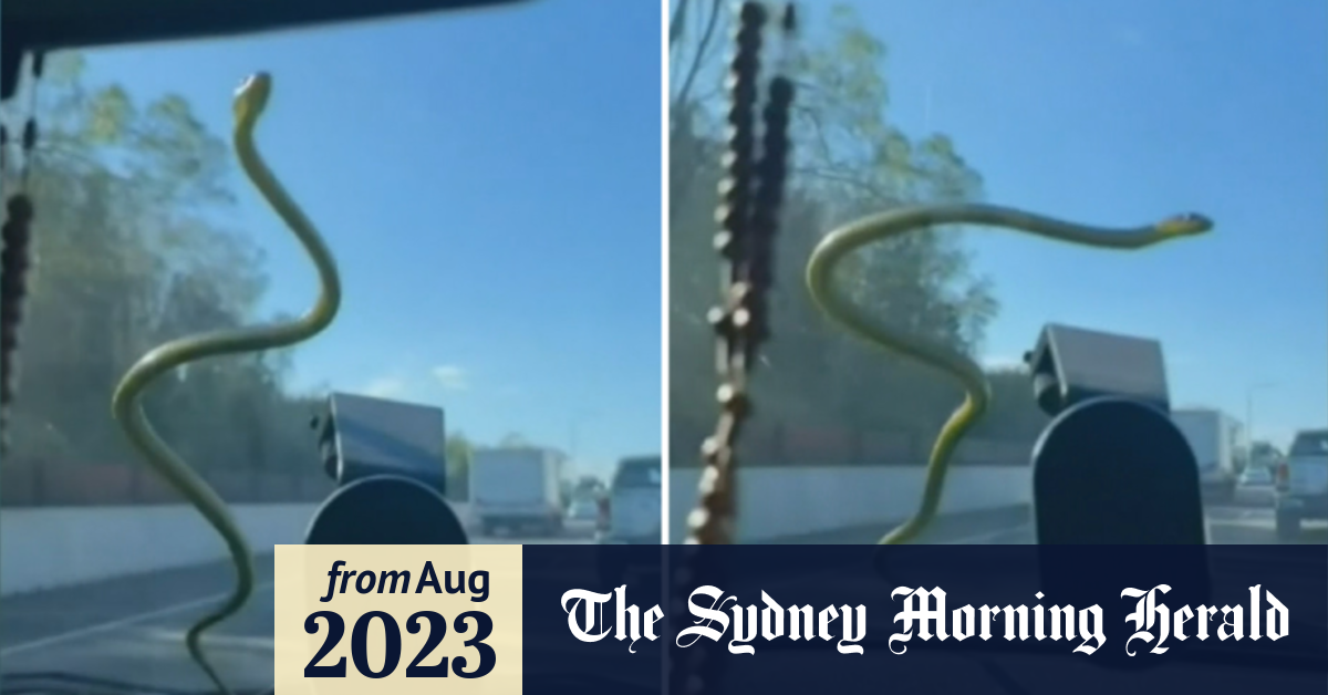 Video: Driver gets fright after snake pops out of windscreen