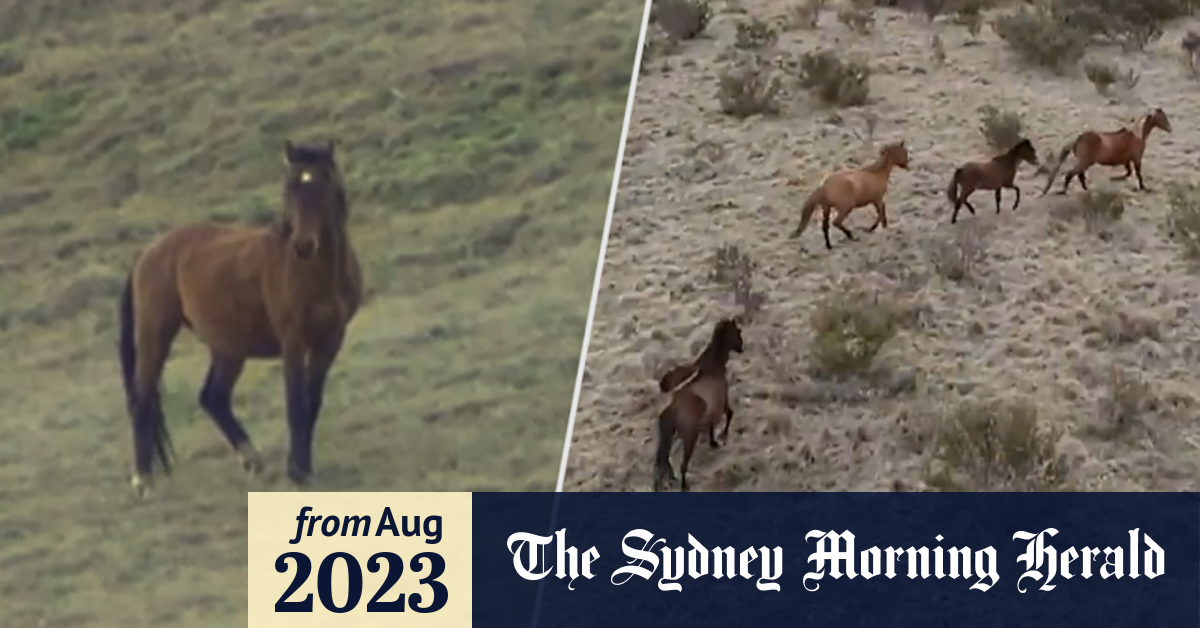Video: NSW government proposes aerial shooting to control brumby numbers
