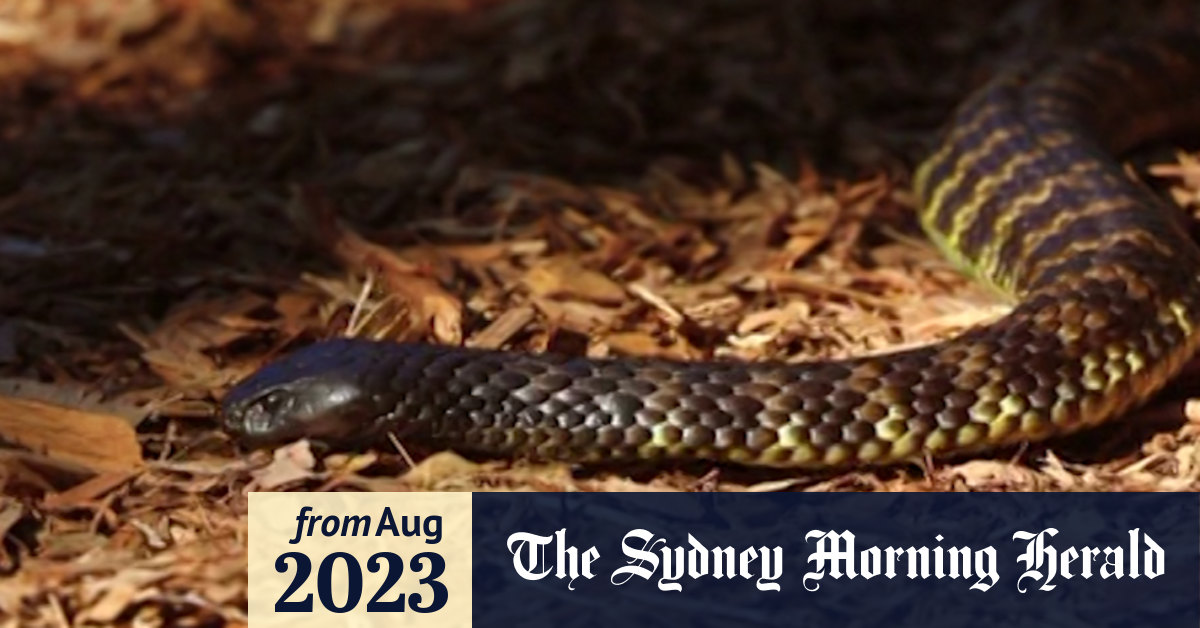 Video: Venomous snakes spotted as snake season starts early, experts warn