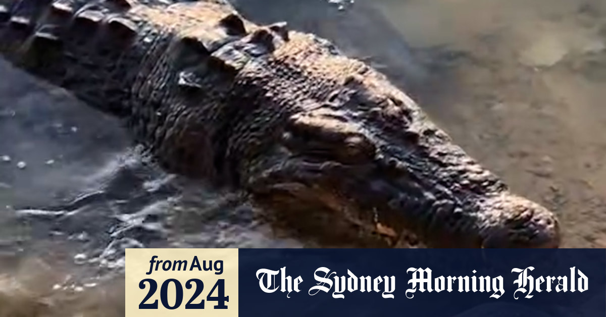 Video: Crocodile spotted at Crocodile Bend in Cooktown